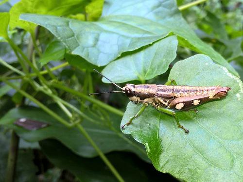 OUMAROU NGOUTE Charly - Role of Acridoidea Grasshoppers in the ...