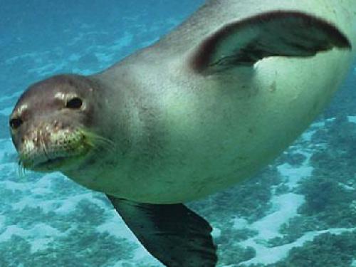 Rigers Bakiu - Promote the Protection of Mediterranean Monk Seal ...