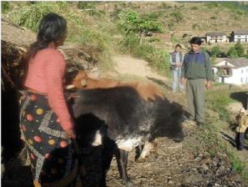 Surendra Wagle - Institutional Strengthening and Awareness Raising for ...