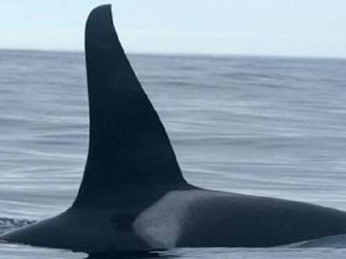 Olga Filatova - Conservation of Killer Whales (Orcinus orca) of Eastern ...