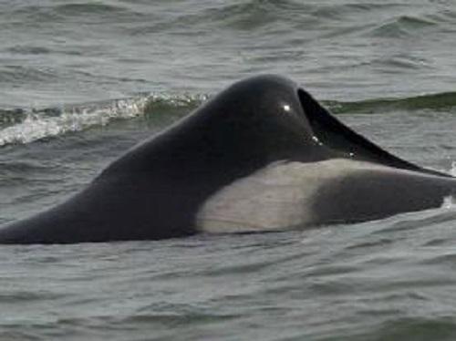 Wild Orca With Collapsed Dorsal Fin