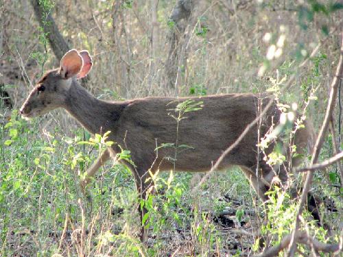 Maria E Periago - Effect of Overgrazing and Deforestation on Grey ...