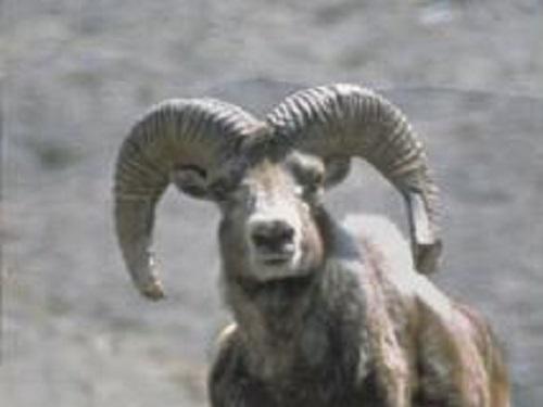 Navinder Singh - Towards the Survival of Tibetan Argali - The Next Step ...