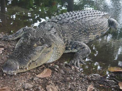 Sebastian Brackhane - Community-Based Monitoring of Saltwater Crocodile ...