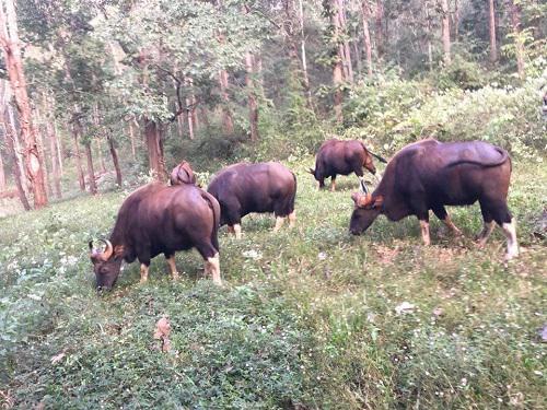 pelden zangmo - Habitat Use, Distribution and Conservation Threats of ...