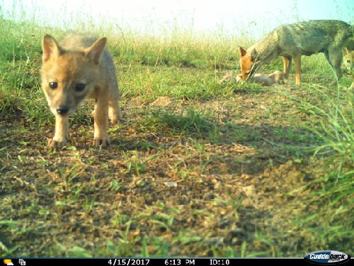 Manoj Chaudhary - Status and Spatial Distribution of the Hispid Hare ...