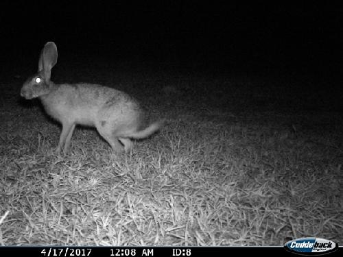 Manoj Chaudhary - Status and Spatial Distribution of the Hispid Hare ...
