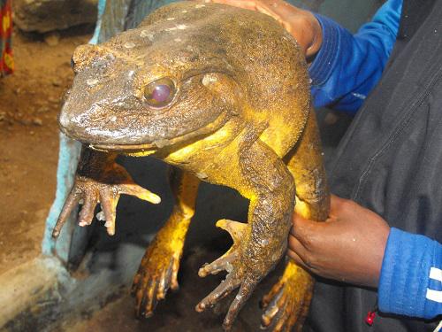 Tasse Taboue Geraud Canis - Saving the Endangered Goliath Frog in ...