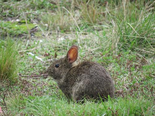 Felipe de Jesús Osuna López - Distribution, Habitat Use and Population ...
