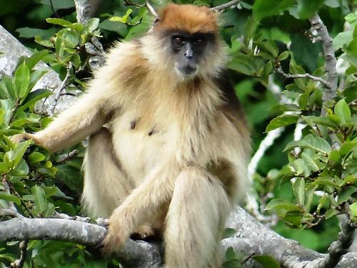 Mohamed Julius Kibaja - Conservation of the Endangered Ashy Red Colobus ...