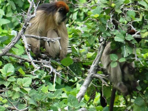 Mohamed Julius Kibaja - Conservation of the Endangered Ashy Red Colobus ...