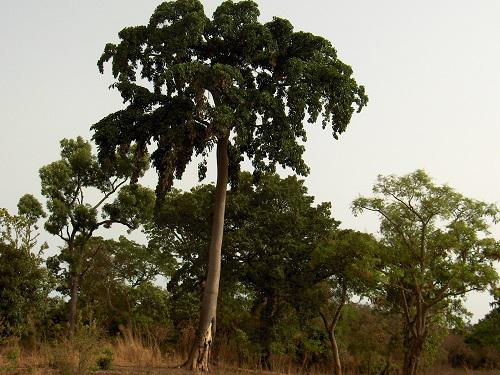 GBEMAVO Dossou Seblodo Judes Charlemagne - Milicia excelsa in Benin ...