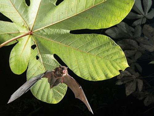 Giulliana Appel - Activity of Aerial Insectivorous Bats in Response to ...