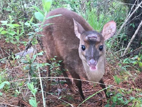Brenda Munoz Vazquez - Red Brocket Deer in Mexico: Conserving a Key ...