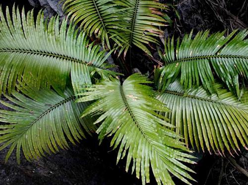 Nguyen Cuong Manh - Gymnosperm Conservation at Cuc Phuong National Park ...
