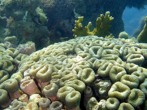 Pedro Henrique Cipresso Pereira - Zoning, Conservation and Research of ...