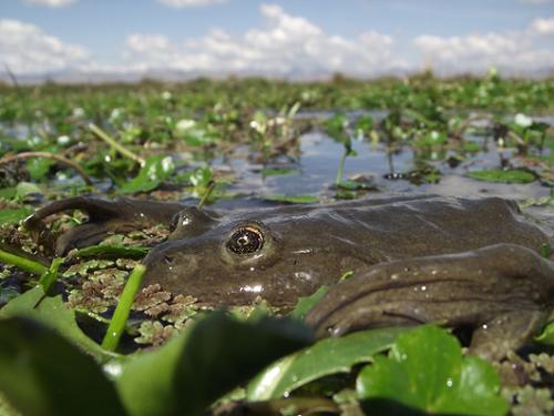 Oscar Damián-Baldeón - High Andean Amphibian Conservation Initiative of ...
