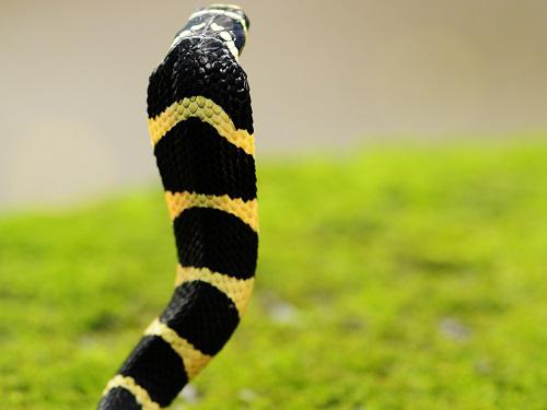 Jignasu Dolia - Nesting Ecology and Conservation of King Cobras in the ...