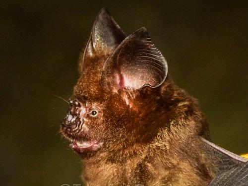 Tshering Dendup - Patterns of Foraging Activity of Insectivorous Bats ...