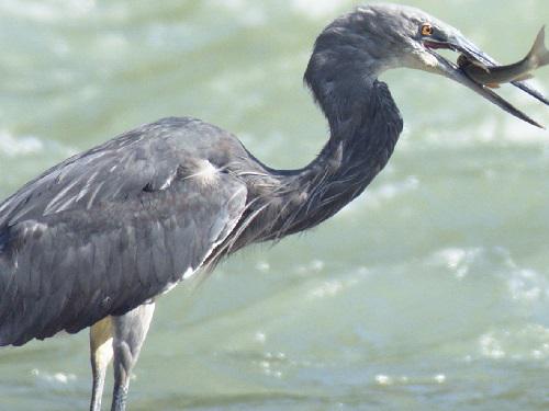 Pema Khandu - Foraging Activity Patterns of Critically Endangered White ...
