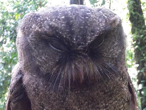 Mohamed Thani Ibouroi - Patterns of Diversity, Distribution and ...