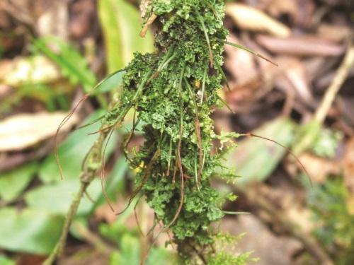 Gabriel Felipe Peñaloza B - Diversity and Distribution of the ...