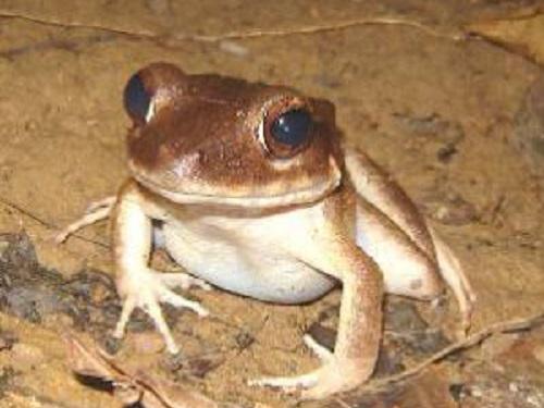 Edward Narayan - Monitoring the Reproductive Success of Endangered ...