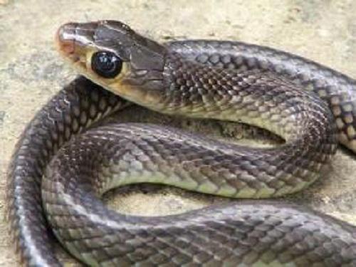 Abhijit Das - Diversity and Distribution of Herpetofauna and Evaluation ...