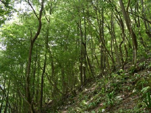 Ognjen Lukić - Research and Promotion of Tilio-Acerion Forests in the ...