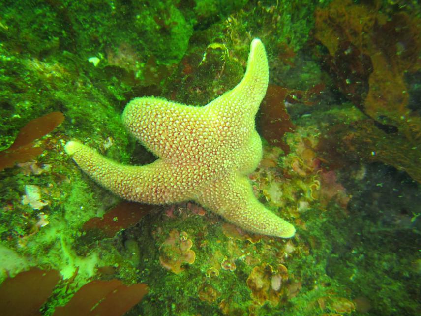 Simon Gartenstein - Effects of Habitat Complexity and Small-Scale ...