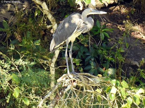 Pema Khandu - Roost Site Selection, Behaviour and Threat Assessment of ...