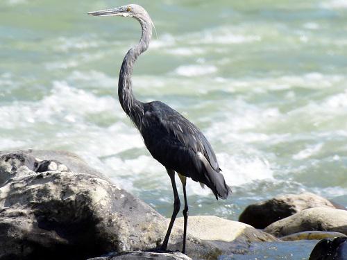 Pema Khandu - Roost Site Selection, Behaviour and Threat Assessment of ...