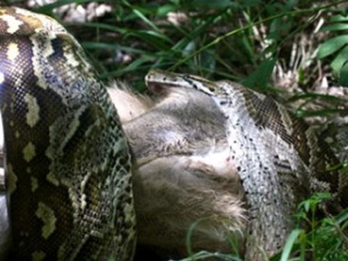 Bryan Maritz - Identifying Target Species for Wildlife Conservation in ...