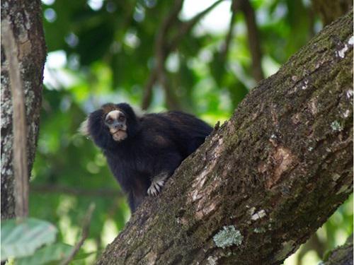 Julia Simões Damo - Forest Fragments as a Source of Exotic Callithrix ...