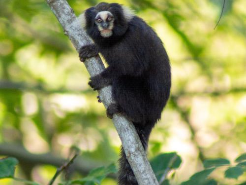Vanessa de Paula Guimarães Lopes - Ecology, Conservation and ...