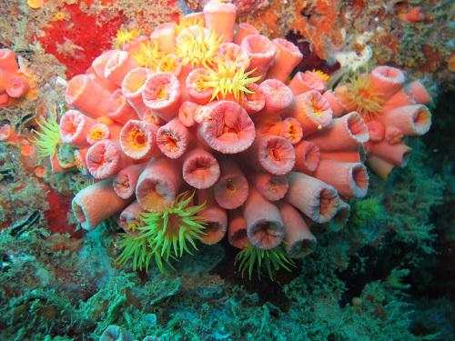 Ricardo Jessouroun de Miranda - Invasive Sun Corals on Brazilian Coral ...