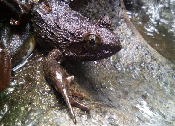 Tasse Taboue Geraud Canis - Mainstreaming Outreach and Understanding ...