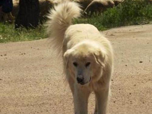Olsi Qazimi - Sharra Mountain Dog (Illyrian Mastiff) - The Rufford ...