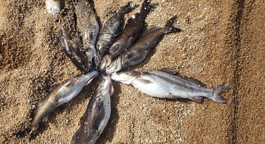 Farida Mayowela - Conservation Initiatives to Protect the Critically ...