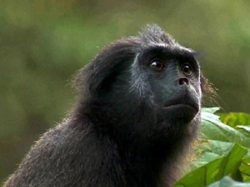 Marcel Quinten - Population and Habitat Viability Analysis for the Pig ...