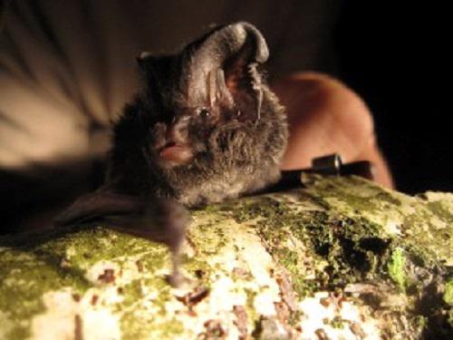 Sergij Gashchak - Fauna of Bats as an Indicator of the Most Valuable ...