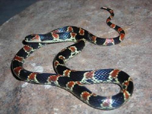 Luis Rolando Rivas - Contribution to the Conservation of Bolivian ...