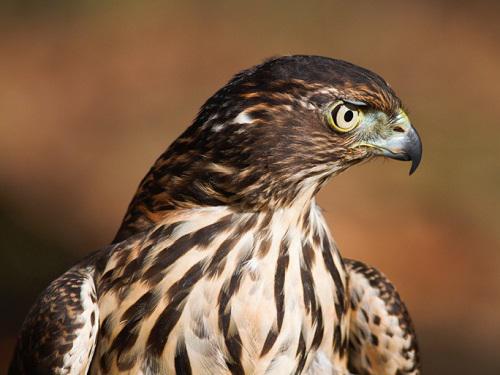 Tomás Rivas Fuenzalida - Monitoring Network of Threatened Raptors in ...
