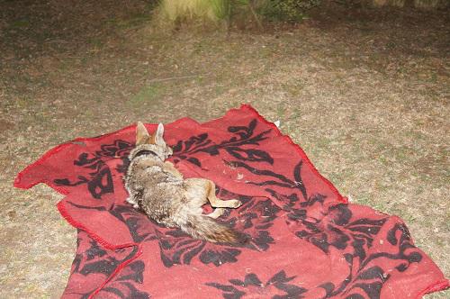 Tariku Mekonnen Gutema - Behavioral Ecology of the African Wolf and its ...