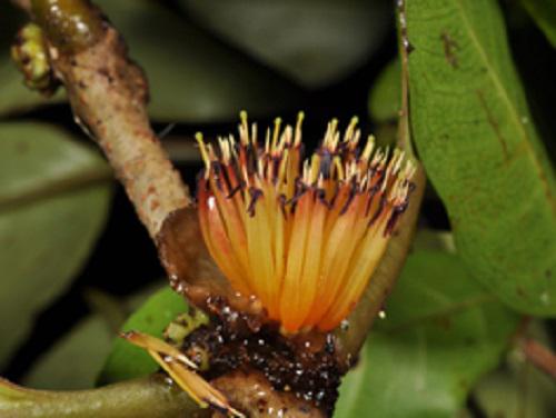 Pieter Pelser - Co’s Digital Flora of the Philippines: Cybertaxonomy to ...