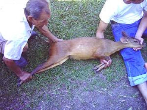 Javier Adolfo Sarria Perea - Health Status Survey of Wild Populations ...