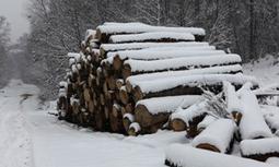 Project Directory - The Rufford Foundation