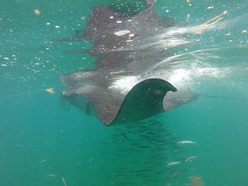 Karen Fuentes - Mexican Caribbean Manta Ray Project - The Rufford ...