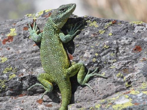 Pablo Gervasio Grilli - Conservation of the Critically Endangered ...