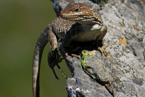 Pablo Gervasio Grilli - Conservation of the Critically Endangered ...